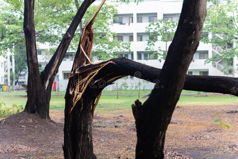 Broken Tree Fall Down after Heavy Storm Stock Image - Image of outdoors ...