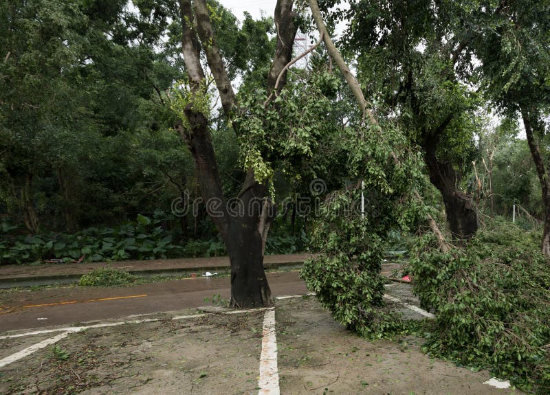 Broken Tree Fall Down on Parking Lot Stock Image - Image of dangerous ...