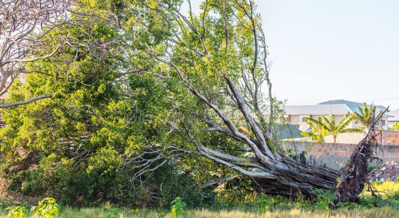 Broken Tree Fallen on the Grass-covered Meadow Stock Photo - Image of ...