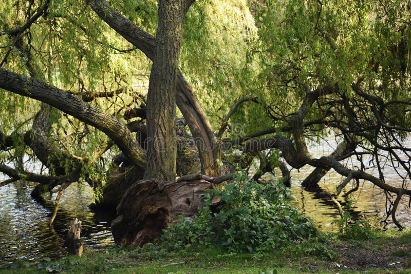 Broken Tree Fallen into the Water. Stock Photo - Image of nature, bank ...