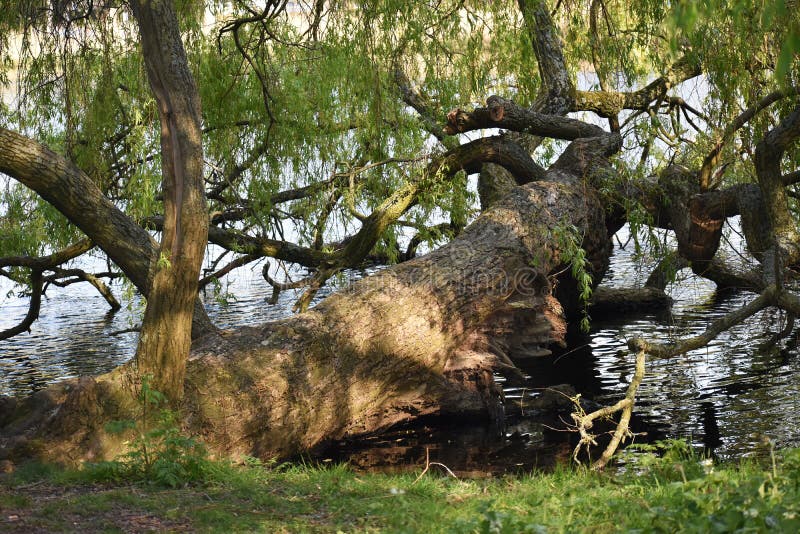 Broken Tree Fallen into the Water. Stock Image - Image of leaning ...