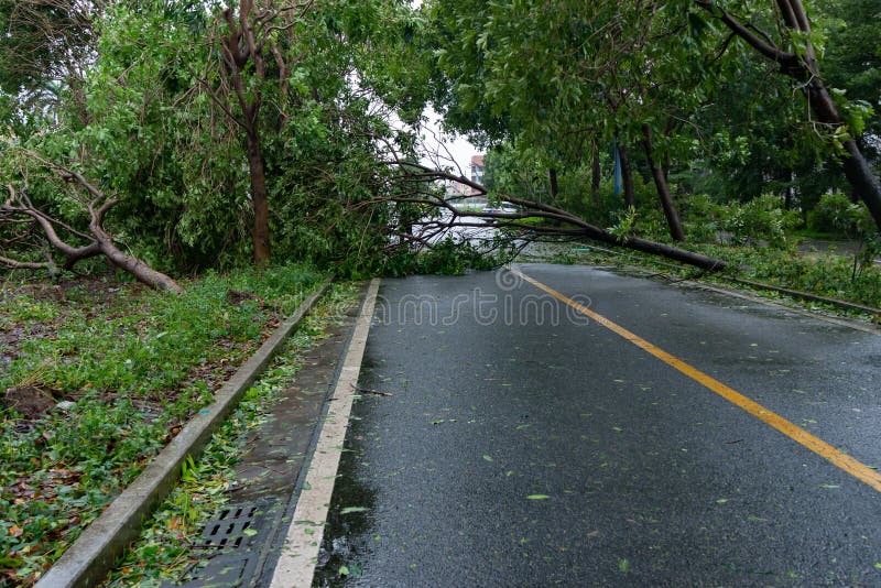 A Tree that Fell on the Road after a Storm. the Road is Blocked by a ...