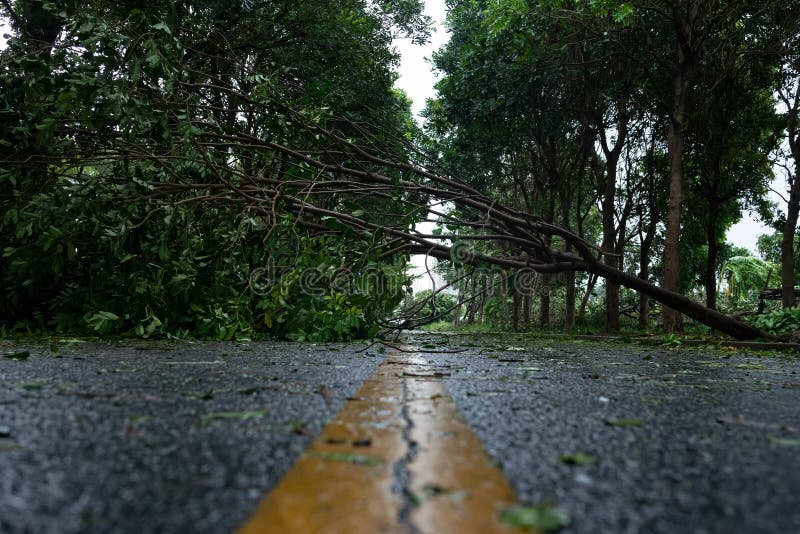 Broken Tree Fell Down on the Road after Strong Storm Went through Stock ...