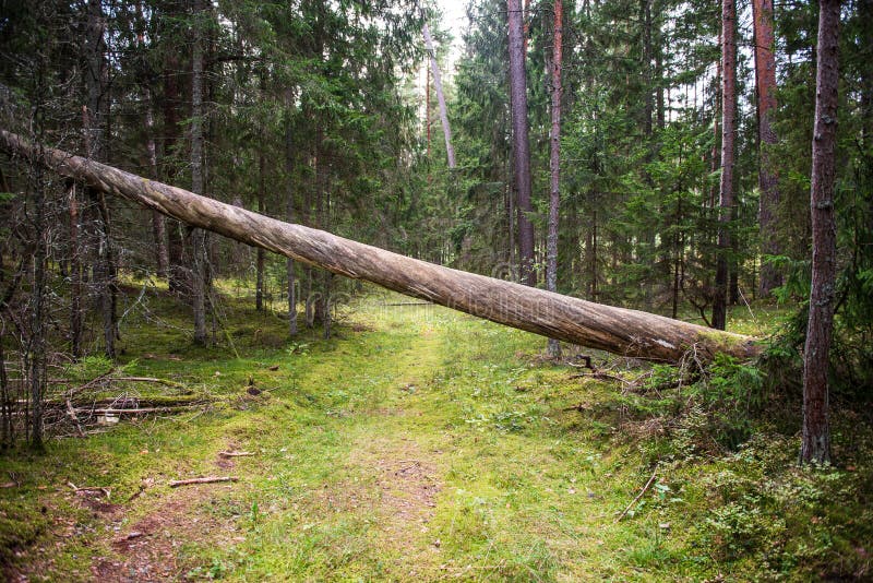 A Broken Tree Fell Over a Forest Road in Autumn Day Stock Photo - Image ...