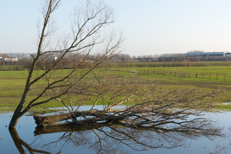 Broken Tree in the Field after the Rain Stock Photo - Image of nature ...