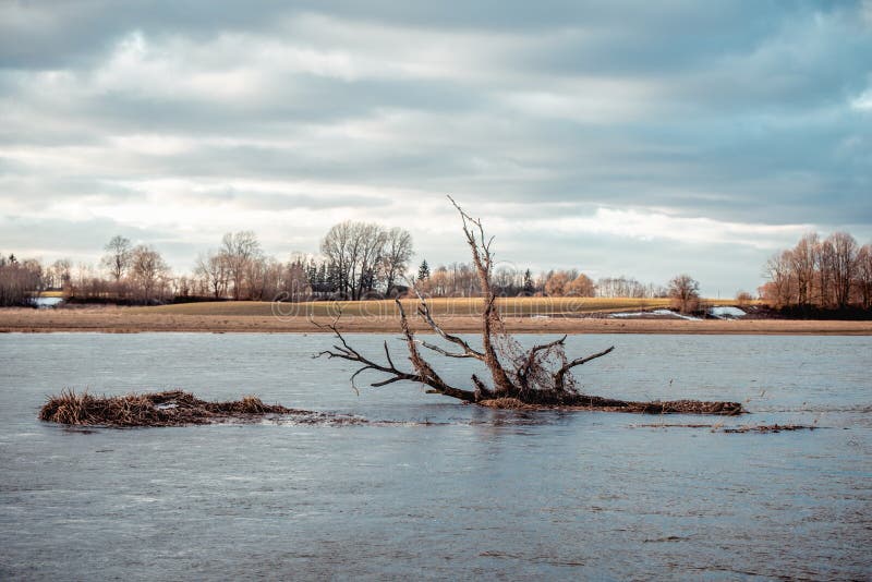 Floating spring flowers stock image. Image of liquid, healthy - 706349