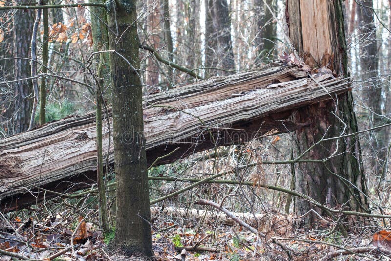 The broken tree stock image. Image of landscape, damage - 110737641