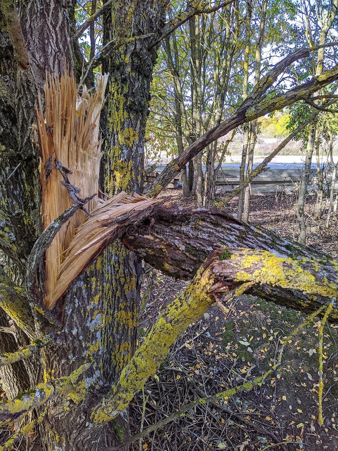 Broken Tree in the Forest in the Autumn Season Stock Photo - Image of ...