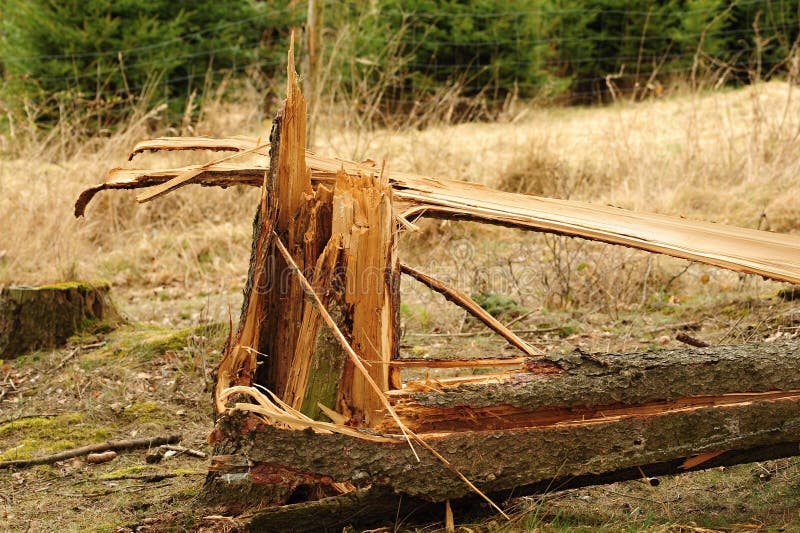 Broken tree stock image. Image of rotten, fallen, roots - 53122791