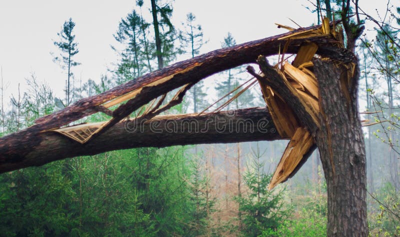 Broken tree in the forest stock image. Image of forest - 149181105