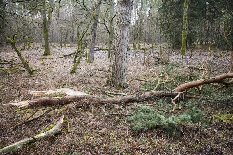 Broken Tree in a Forest after a Heavy Winsdtorm Stock Image - Image of ...