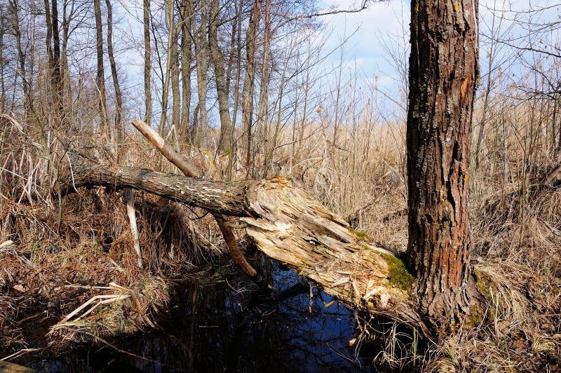 Bog Burst Stock Photos - Free & Royalty-Free Stock Photos from Dreamstime