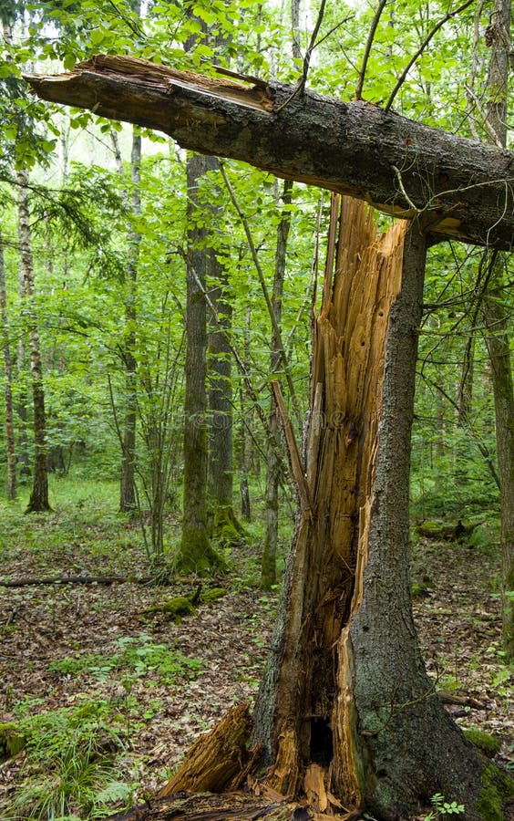 Broken tree in the forest stock image. Image of green - 364022339