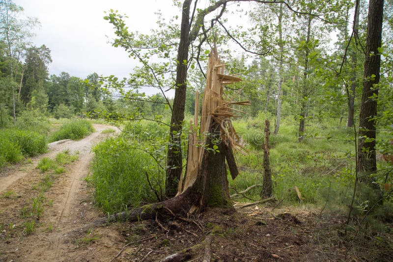 Broken tree stock photo. Image of stem, green, heating - 56404764