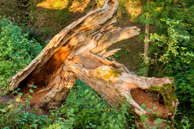Broken tree in forest stock image. Image of outdoor, bare - 86101507