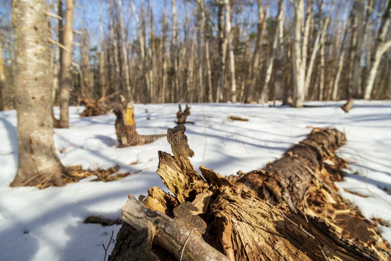 Broken Tree in Forest during Winter Stock Photo - Image of dawn ...
