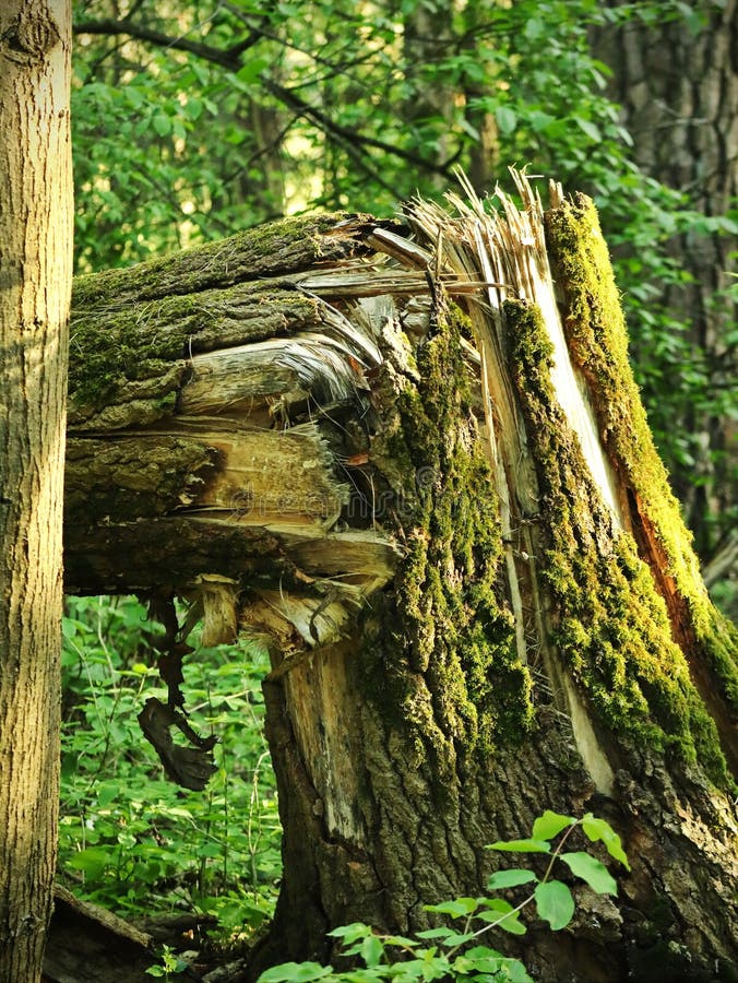 Broken Tree Forming a Corner, Hidden Behind Forest Trees - Nature S Quiet Resilience in the Wild ...