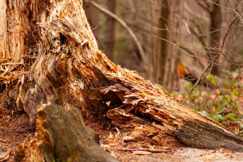 Broken Tree in Fracture Section with Green Moss Stock Photo - Image of ...