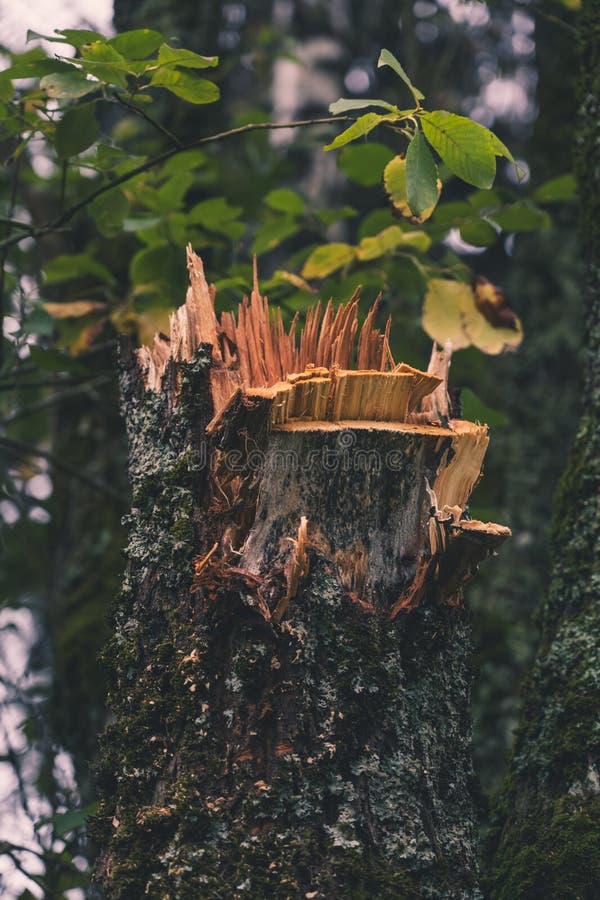 A Broken Tree in the Garden. a Piece of Broken Wood. a Broken Tree ...