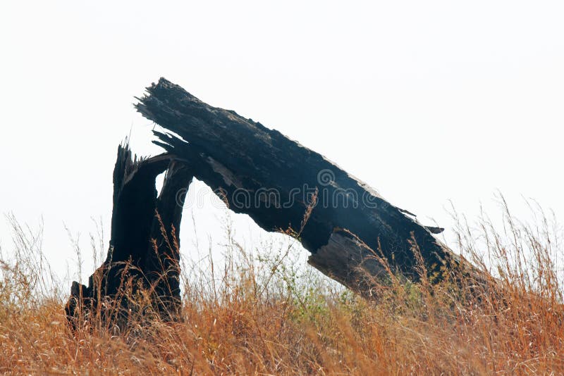 Broken Branch from Tree Snapped Over Stock Photo - Image of shadow ...