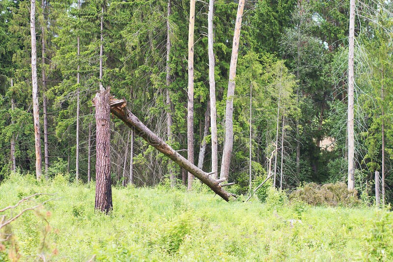 A broken tree in half. stock image. Image of natural - 94557107