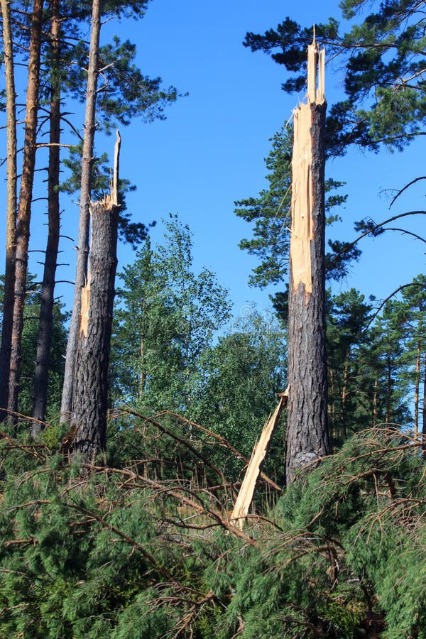 A Broken Tree in Half. As a Result of the Hurricane Stock Image - Image ...