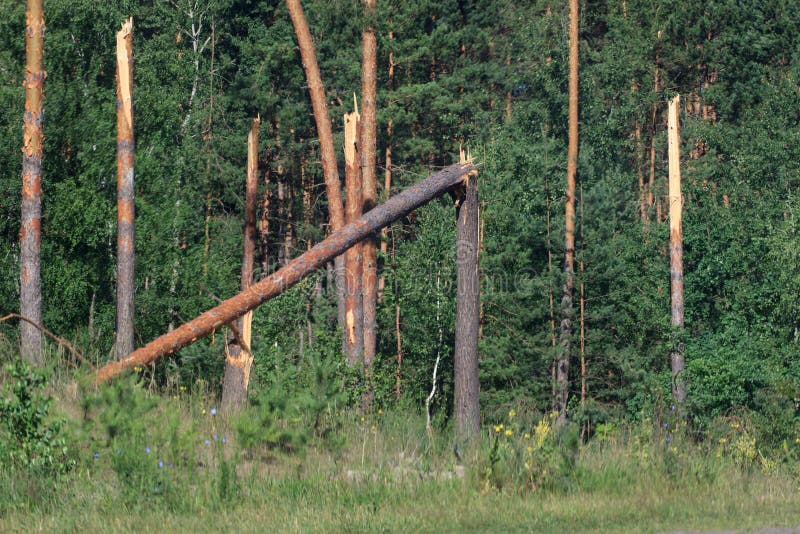 A Broken Tree in Half. As a Result of the Hurricane Stock Image - Image ...