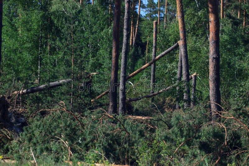 A Broken Tree in Half. As a Result of the Hurricane Stock Photo - Image ...