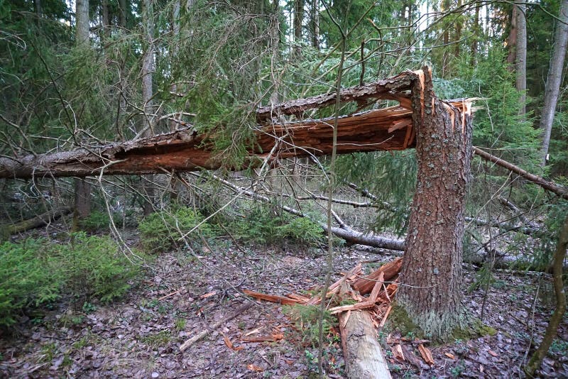 A broken tree in half stock photo. Image of branch, bent - 178352038