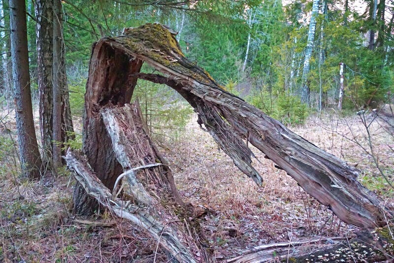 A broken tree in half stock photo. Image of bent, branch - 178352034