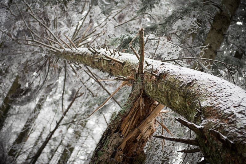 A Broken Tree Has Collapsed Over Another One Stock Photo - Image of ...