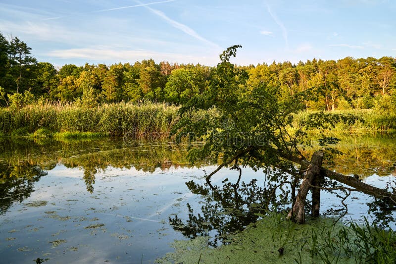 Broken Tree on the Lake Shore and Deciduous Forest during Summer Stock ...