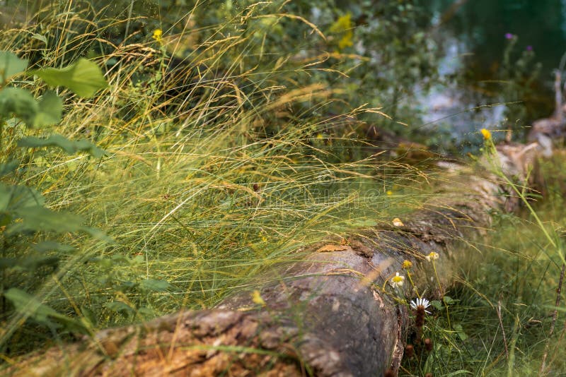 A Broken Tree Lies on the Ground Surrounded by Dangling Grass, Daisies ...