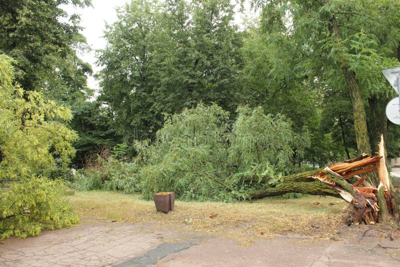 Broken Tree Lies Road Danger Consequences Hurricane Storm Stock Photos ...