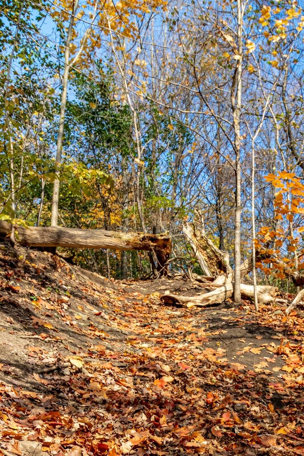 Broken Tree Logs are Part of the Deal - Beautiful Fall in Central ...