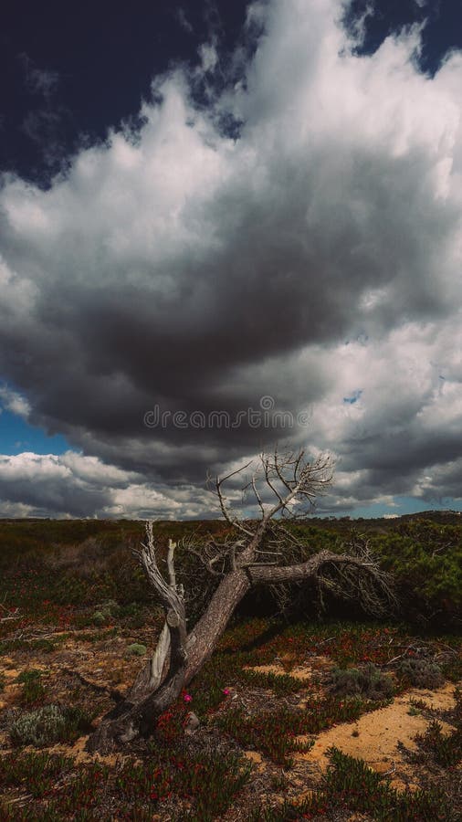 Book Cover Menacing Grin Stock Photos - Free & Royalty-Free Stock ...