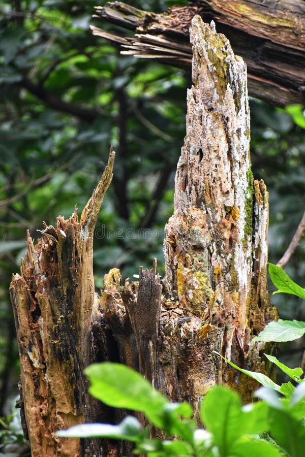 A Broken Tree at the Middle of a Forest Stock Photo - Image of forest ...