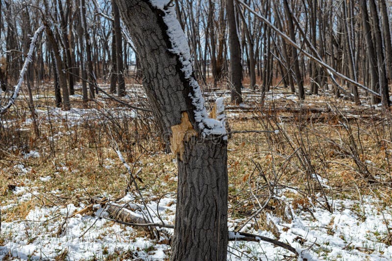A Broken Tree in the Middle of a Snow Covered Forest Stock Photo ...