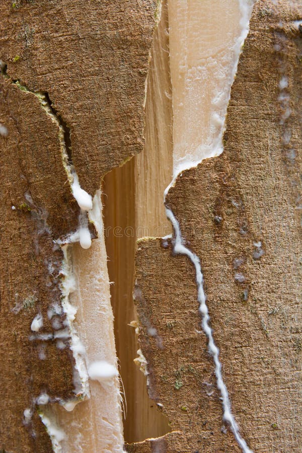 Broken Down Rubber Tree with Milky Latex Flowing Down Background Stock ...