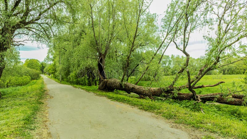 Asphalt Road with Flowering Trees Stock Image - Image of roads ...