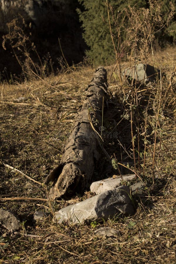 A Broken Tree Next To a Stone in the Forest Stock Image - Image of ...