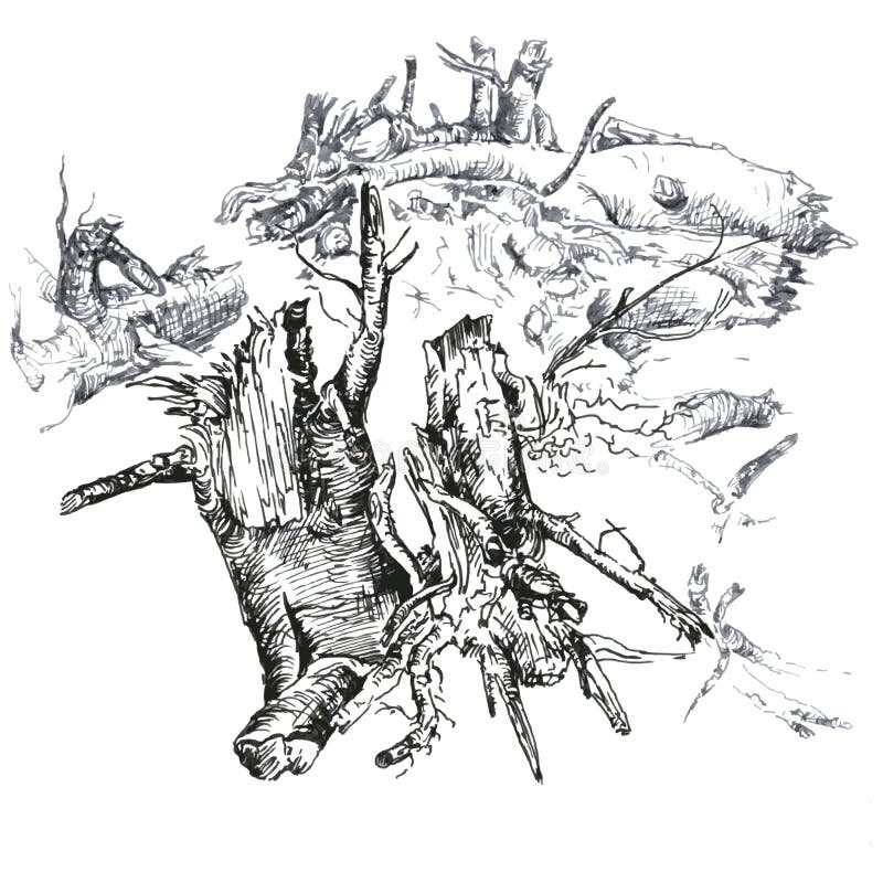 Broken Tree Branch Drawing