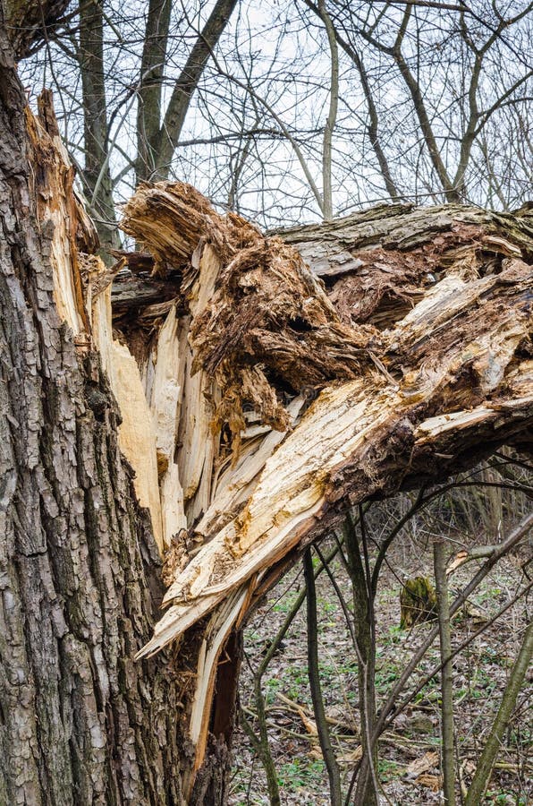 Broken tree stock image. Image of bark, trunk, horizontal - 36729813