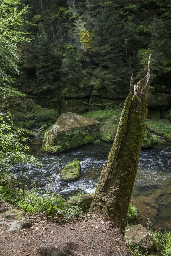 Broken Tree Overlooking Kamenice River Valley Stock Image - Image of ...