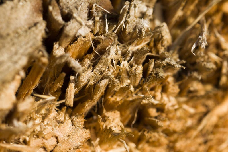 Broken Tree Part Macro Background Stock Photo - Image of ruined ...