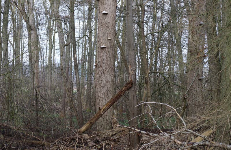 Mess in the Forest stock image. Image of dead, abraded - 308060169