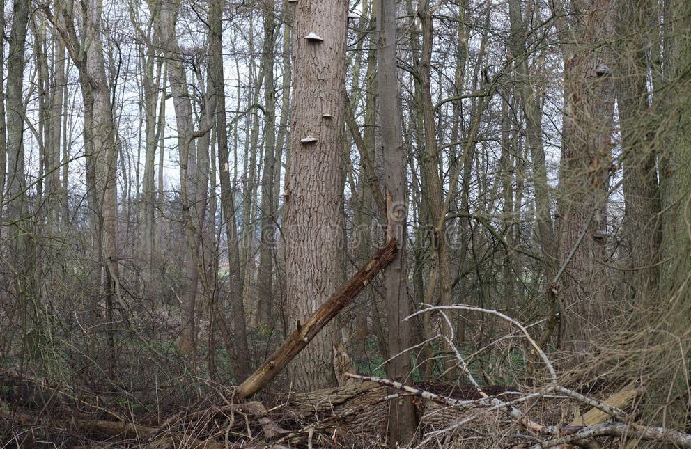 Mess in the Forest stock image. Image of dead, abraded - 308060169
