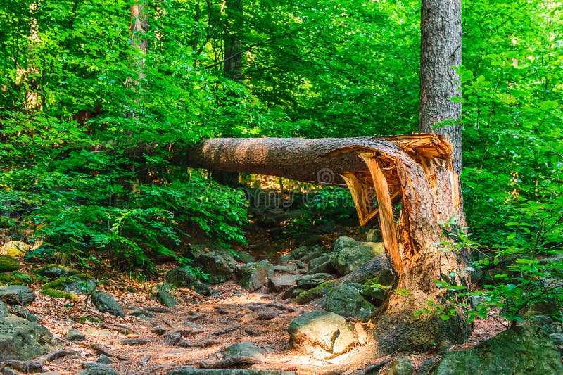 Broken Tree Fall on the Trail Stock Image - Image of broken, sunny ...