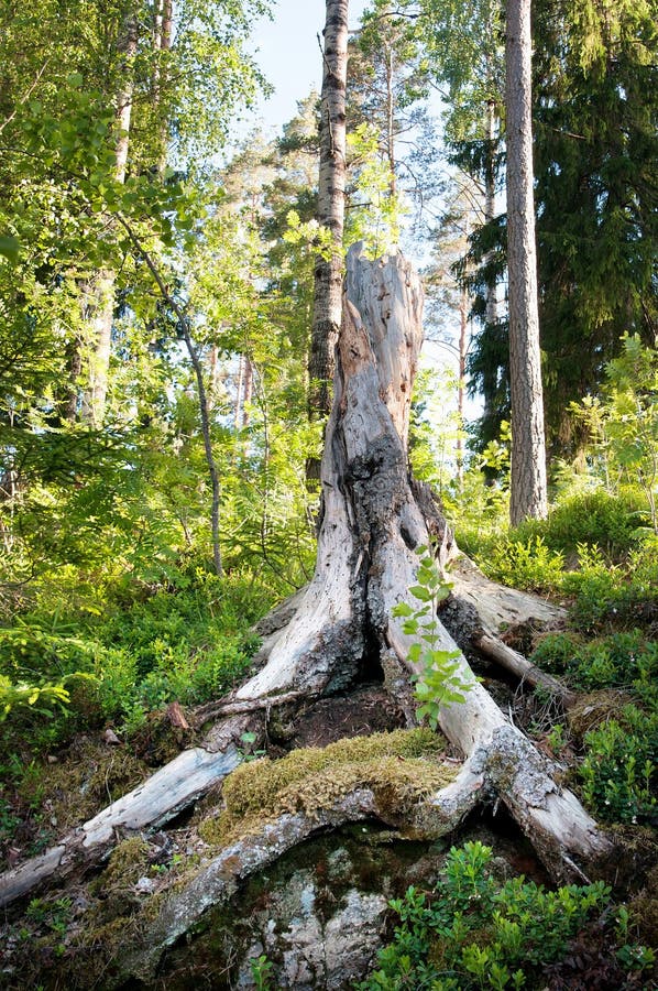 Broken Tree with Roots in Forest. Karelia, Russia Stock Image - Image ...