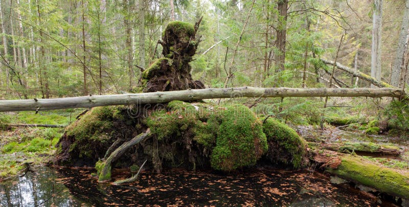 Broken Tree Roots Partly Declined Stock Image - Image of forest, root ...